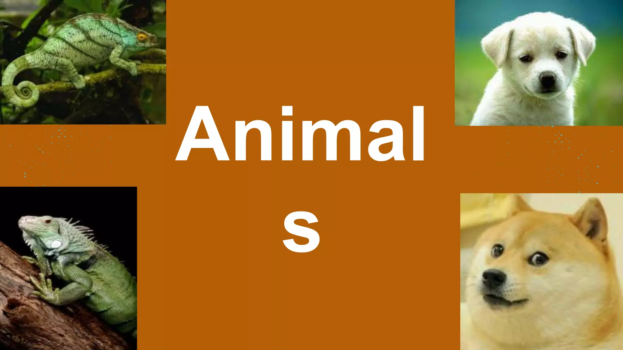 Q1C1L1 Animal and Plant Organ Systems and their Functions (2).pptx