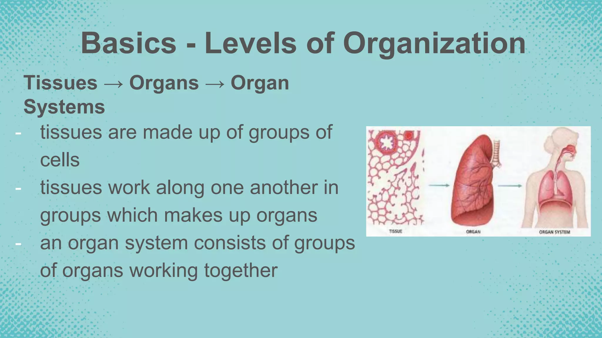 Q1C1L1 Animal and Plant Organ Systems and their Functions (2).pptx