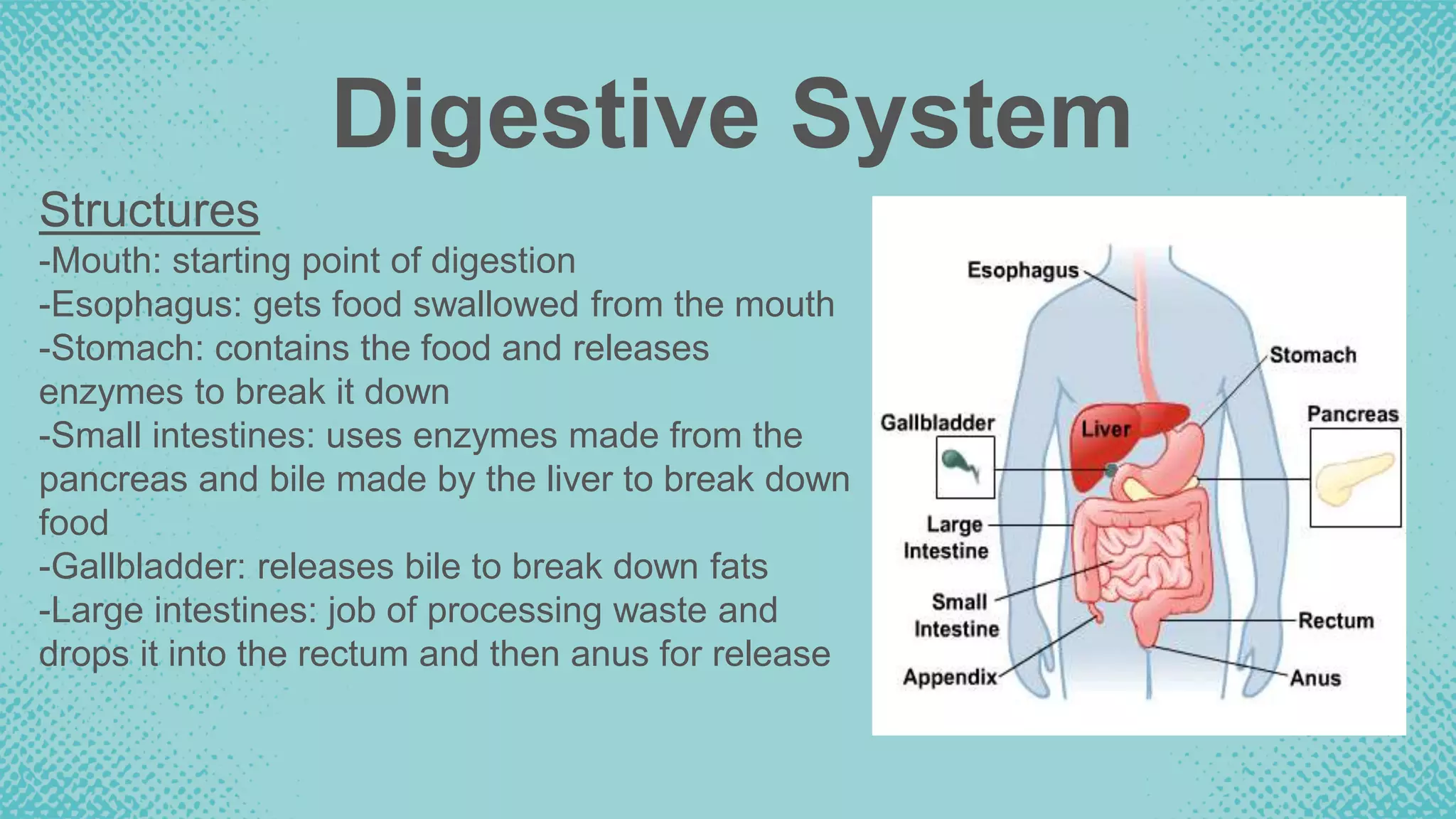 Q1C1L1 Animal and Plant Organ Systems and their Functions (2).pptx ...
