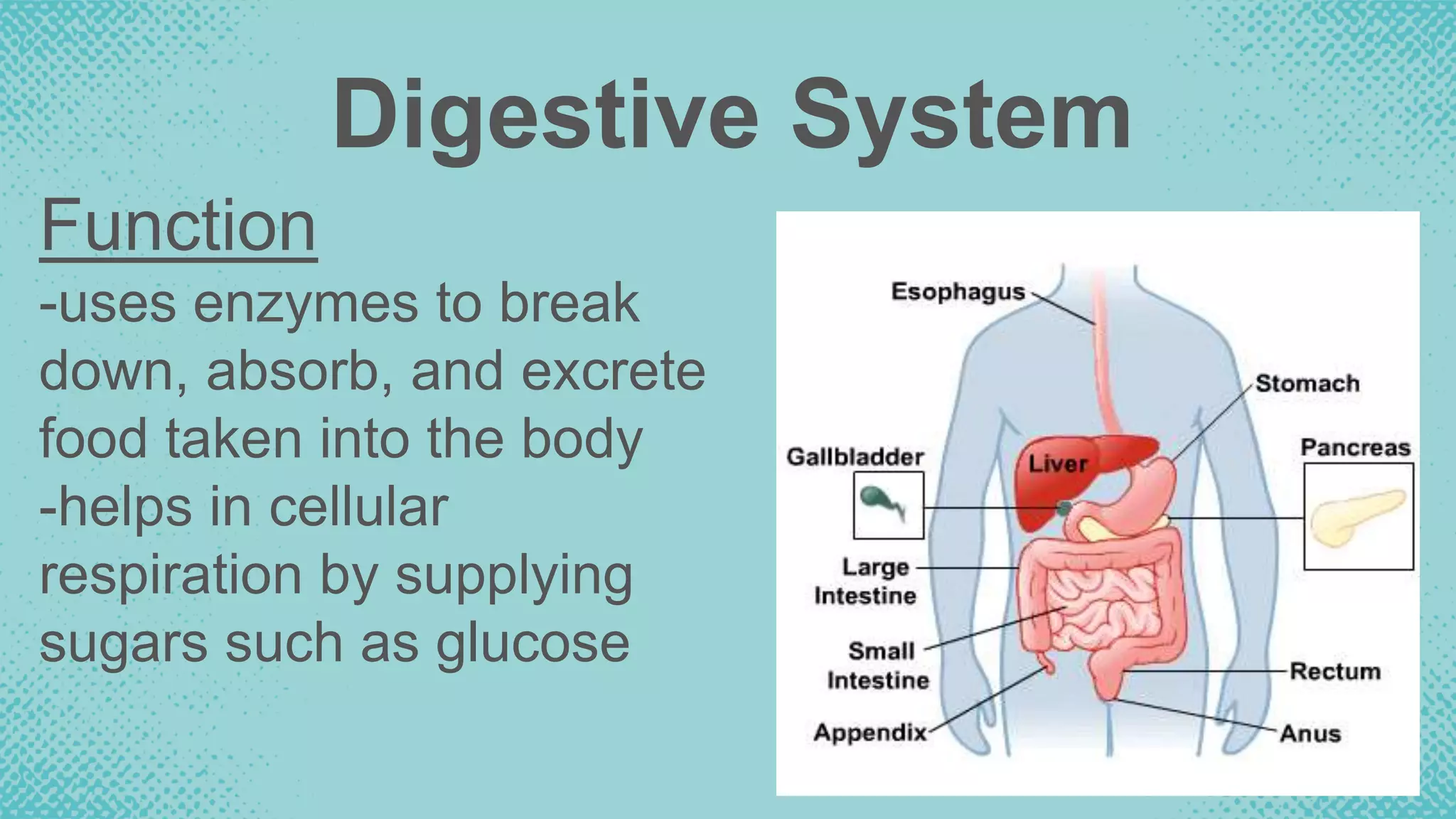 Q1C1L1 Animal and Plant Organ Systems and their Functions (2).pptx ...
