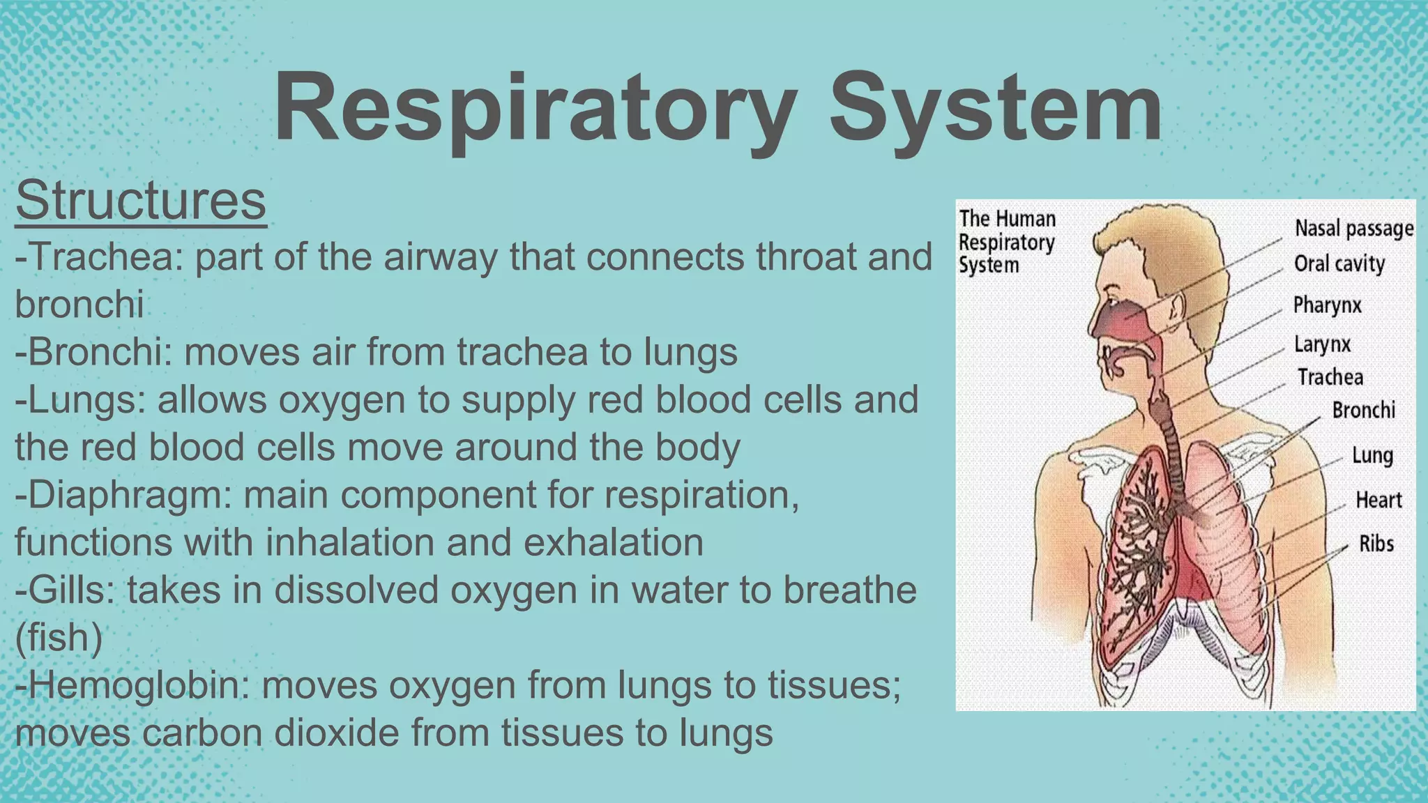 Q1C1L1 Animal and Plant Organ Systems and their Functions (2).pptx