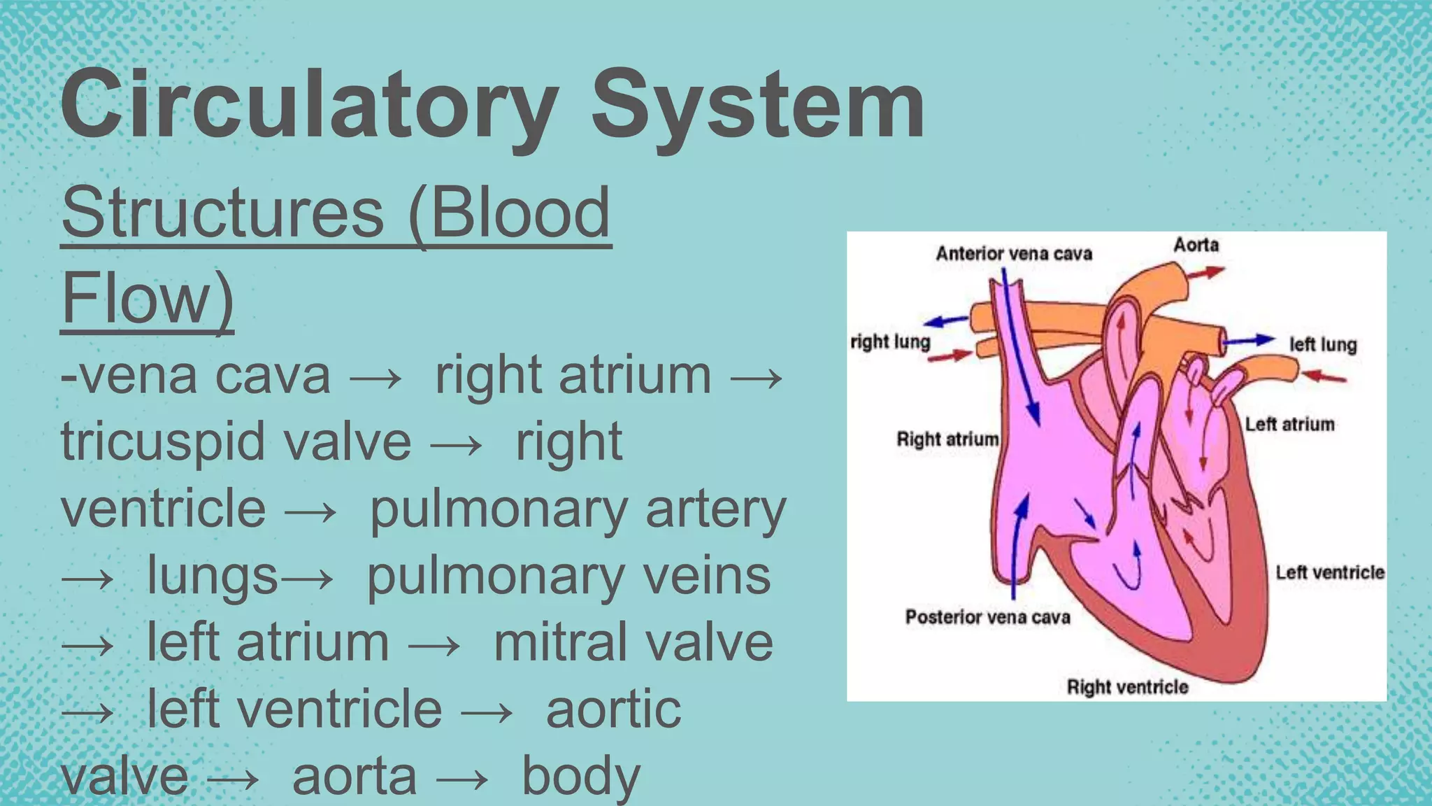 Q1C1L1 Animal and Plant Organ Systems and their Functions (2).pptx ...