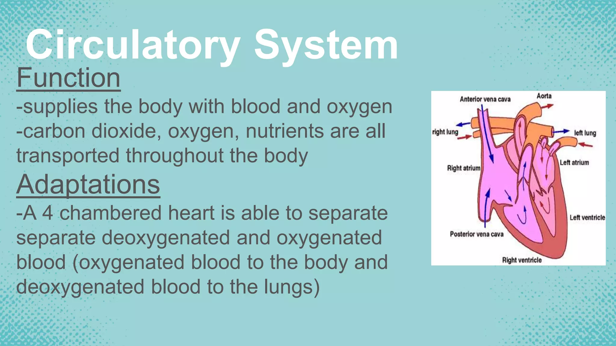 Q1C1L1 Animal and Plant Organ Systems and their Functions (2).pptx