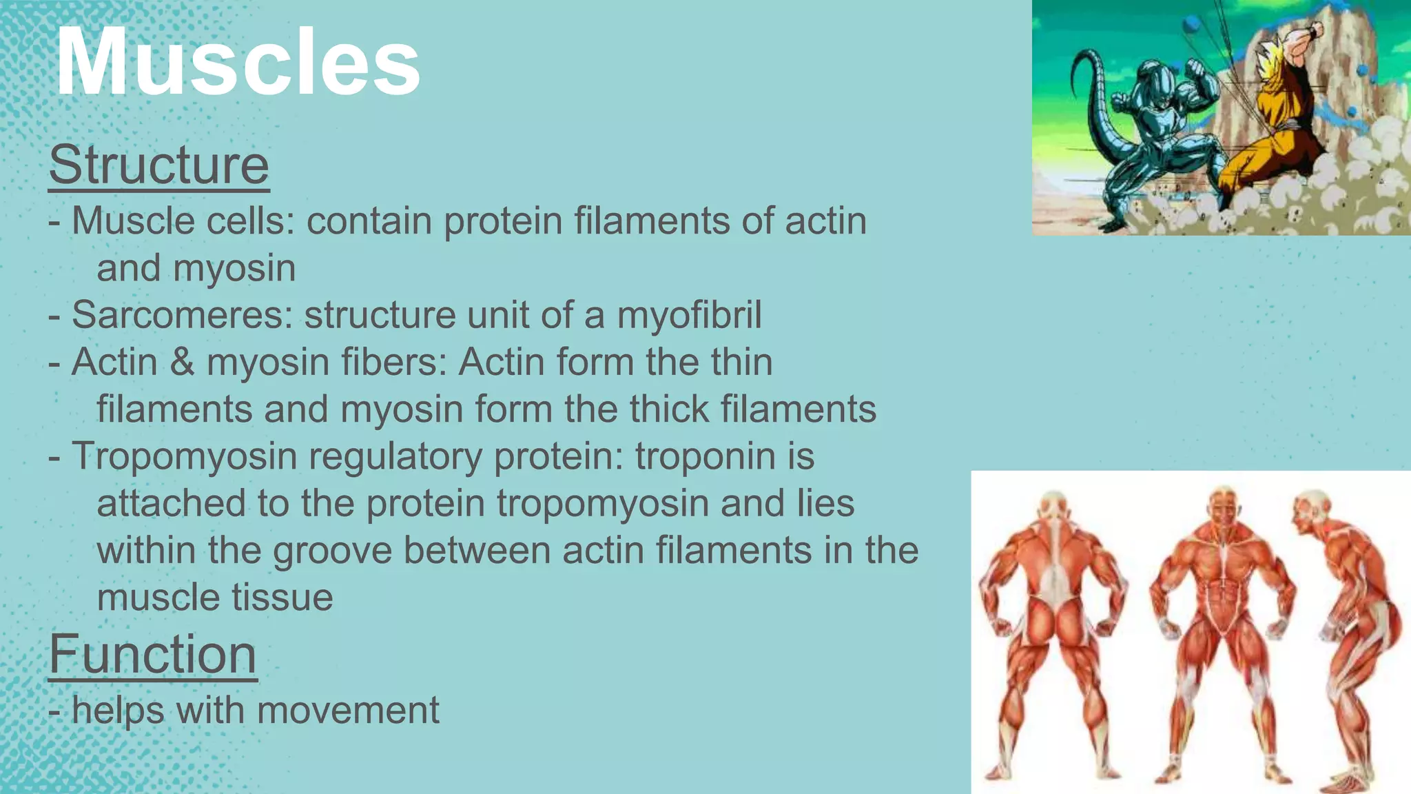 Q1C1L1 Animal and Plant Organ Systems and their Functions (2).pptx
