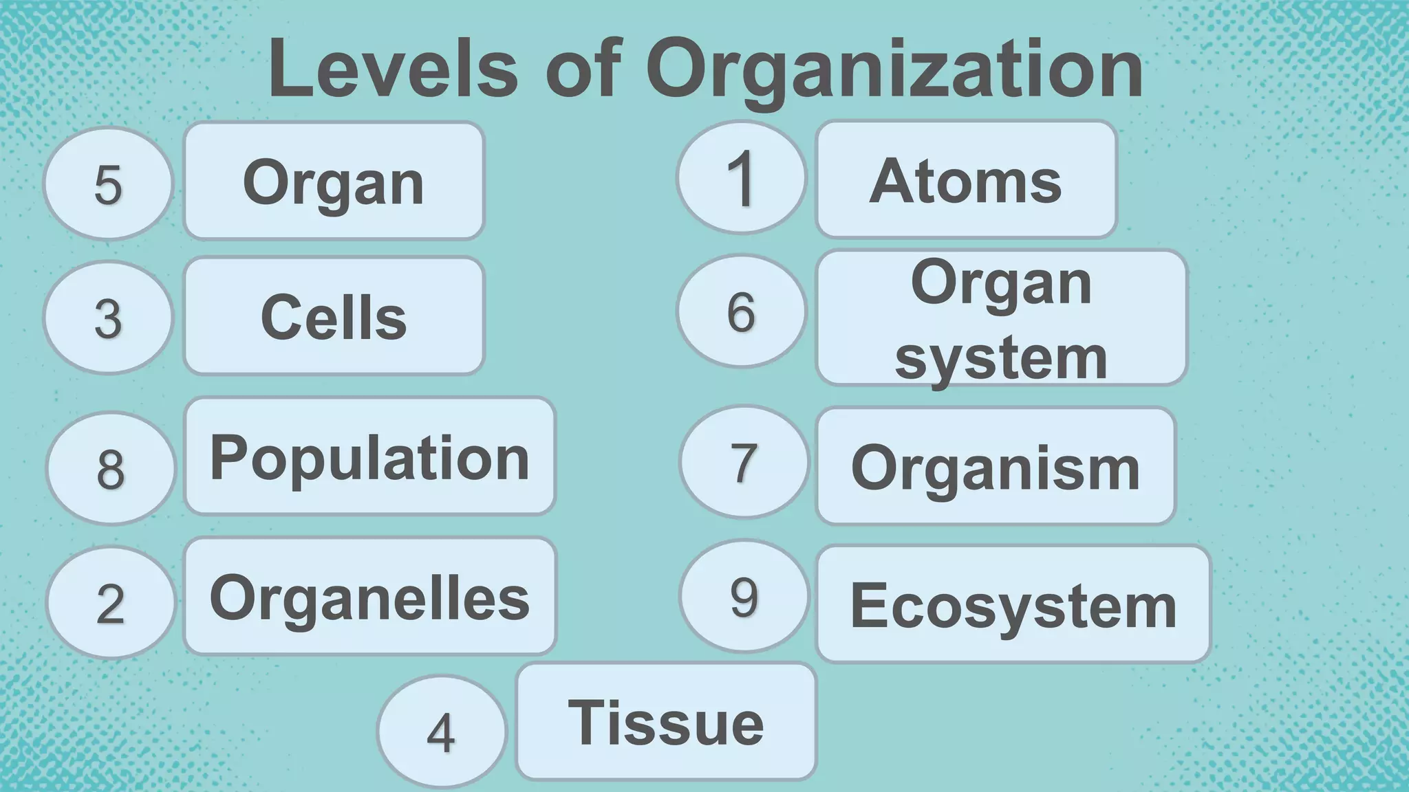 Q1C1L1 Animal and Plant Organ Systems and their Functions (2).pptx