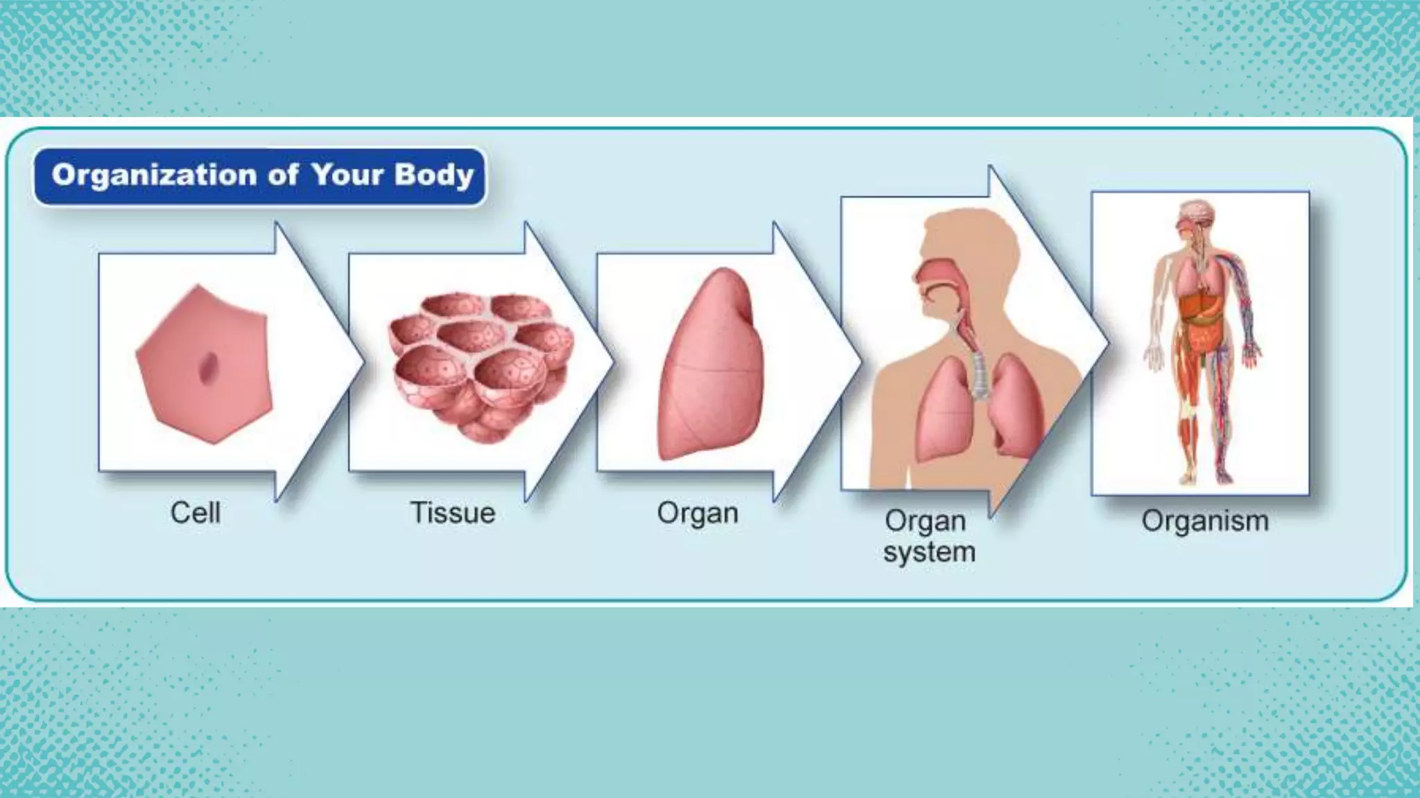 Q1C1L1 Animal and Plant Organ Systems and their Functions (2).pptx