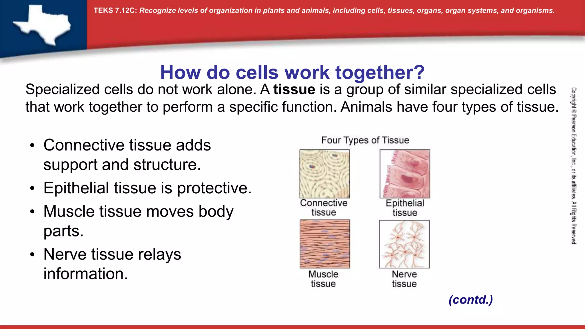 Q1C1L1 Animal and Plant Organ Systems and their Functions (2).pptx