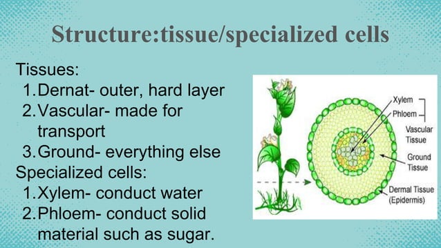 Q1C1L1 Animal and Plant Organ Systems and their Functions (2).pptx ...