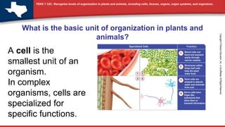 Q1C1L1 Animal and Plant Organ Systems and their Functions (2).pptx