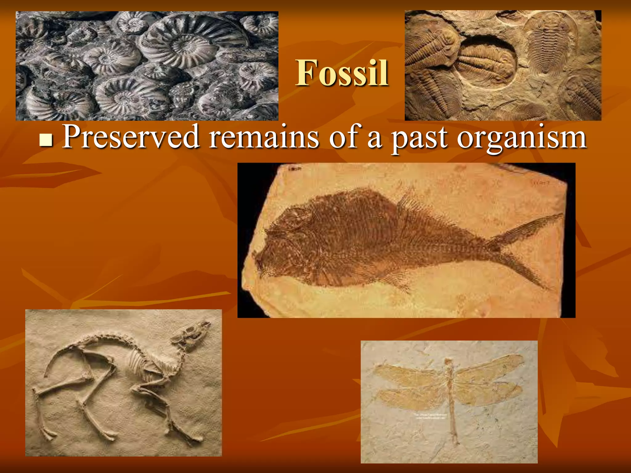 Q1C3L3 Fossils.ppt