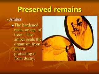 Preserved Remains Fossils Definition
