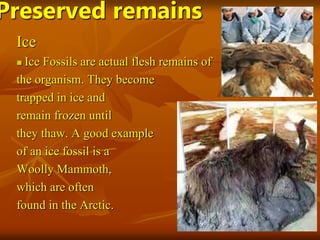 Preserved Remains Fossils Ice