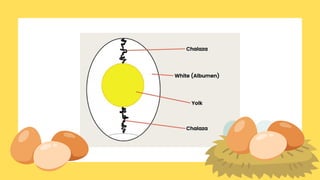 Q1_PPT1_Introduction to Egg Dishes for TLE Cookery.pdf | Cooking | Food ...