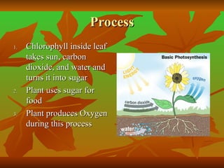 Q1W4L1-PowerpointInternalExternalStructureofPlants.ppt