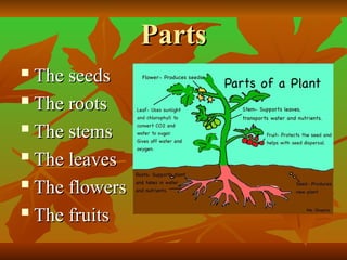 Q1W4L1-PowerpointInternalExternalStructureofPlants.ppt