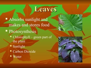 Q1W4L1-PowerpointInternalExternalStructureofPlants.ppt