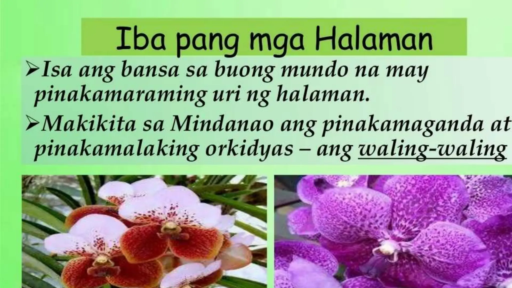 Q1_W6_HAYOP AT PANANIM SA PILIPINAS.pptx