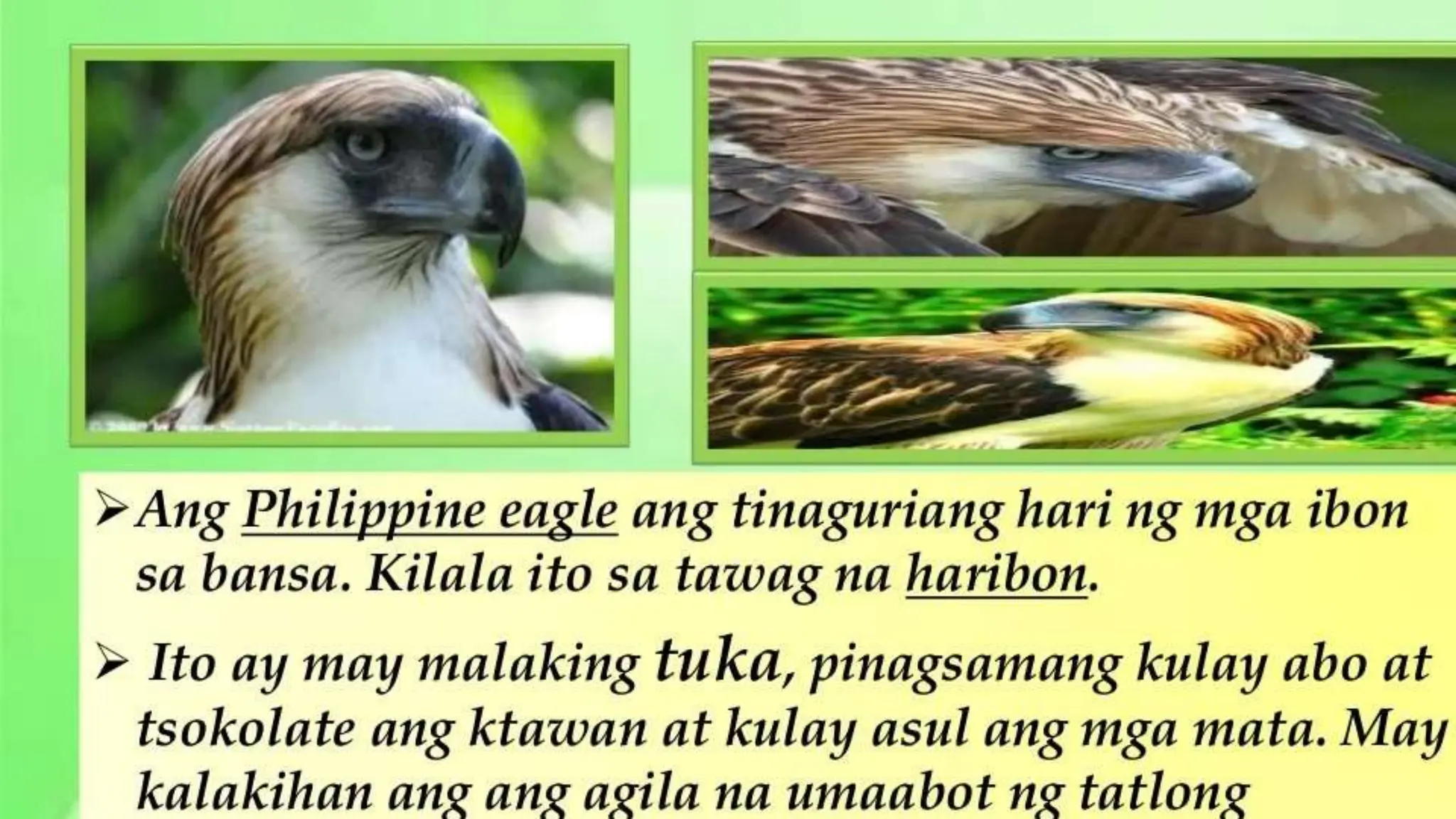 Q1_W6_HAYOP AT PANANIM SA PILIPINAS.pptx