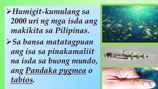 Q1_W6_HAYOP AT PANANIM SA PILIPINAS.pptx