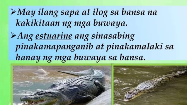 Q1_W6_HAYOP AT PANANIM SA PILIPINAS.pptx