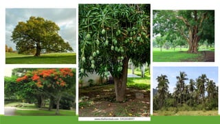 Q2-IMPORTANCE OF TREES.pptx