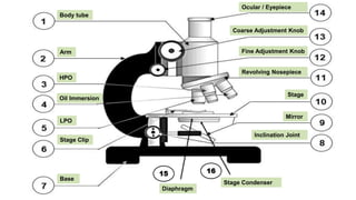 Q2 l2-microscope | PPTX