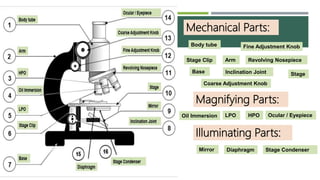 Q2 l2-microscope | PPTX