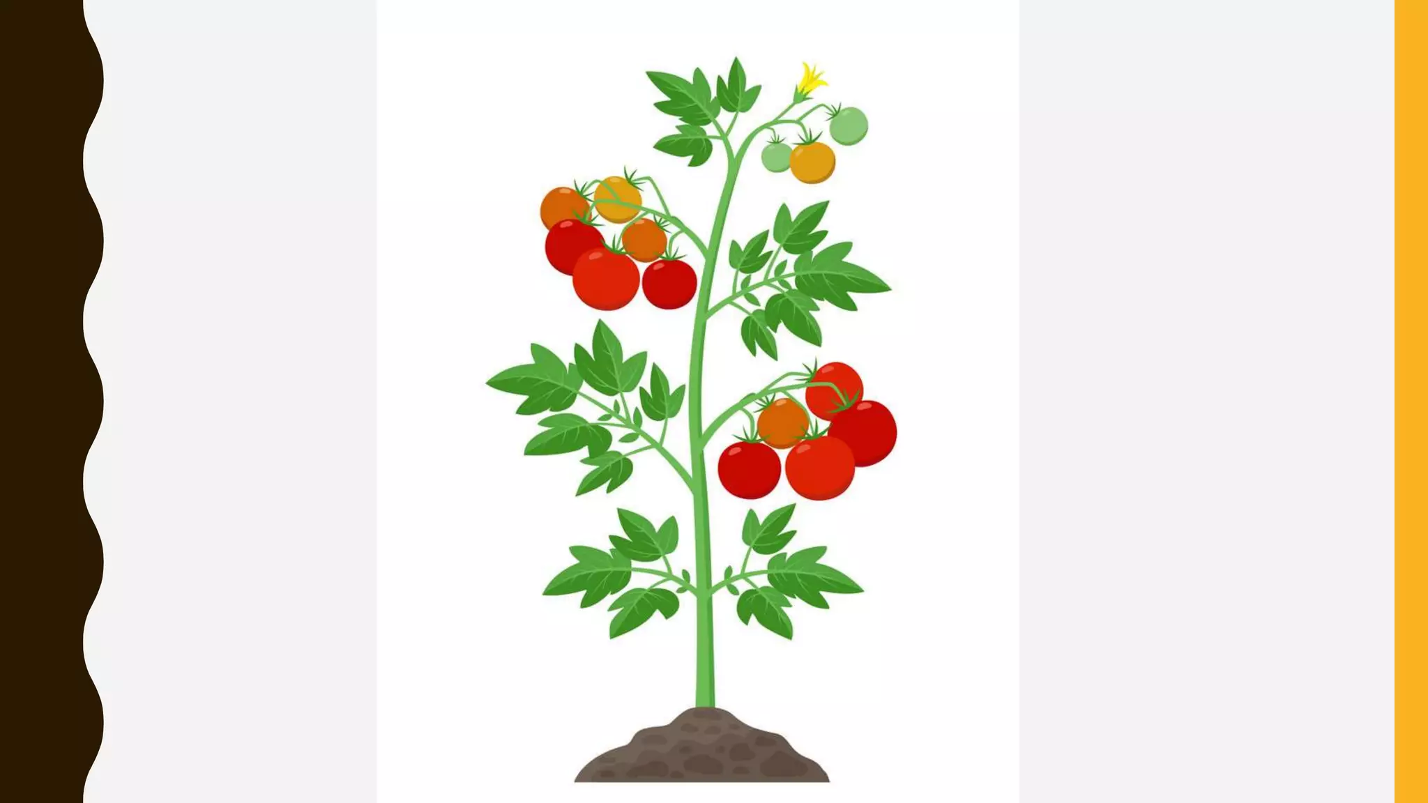 Q2 l7-hierarchy of organization in the plant body | PPTX