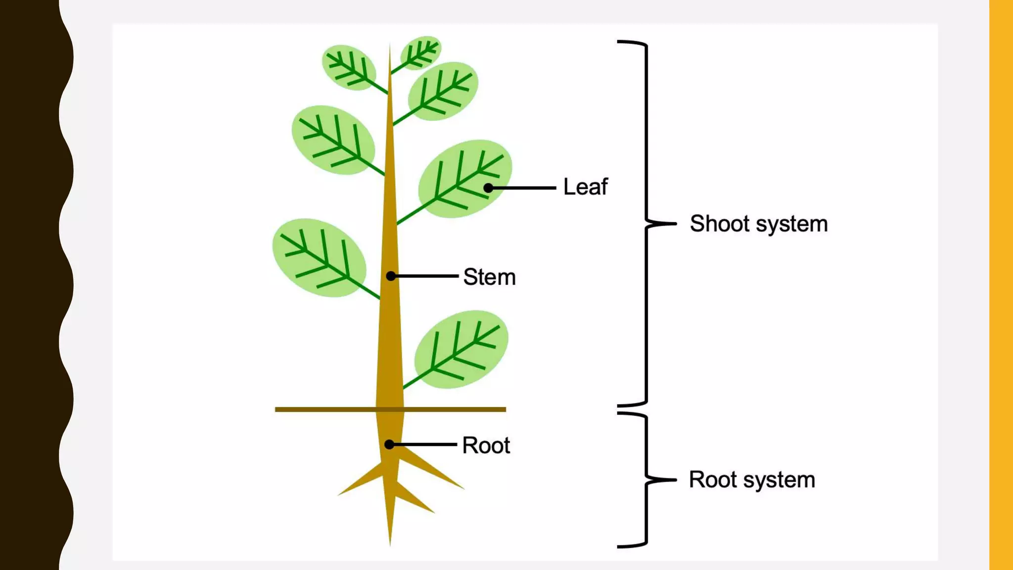 Q2 l7-hierarchy of organization in the plant body | PPTX