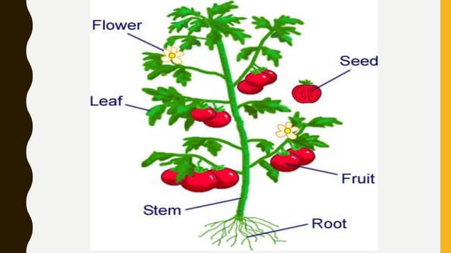 Q2 l7-hierarchy of organization in the plant body | PPTX
