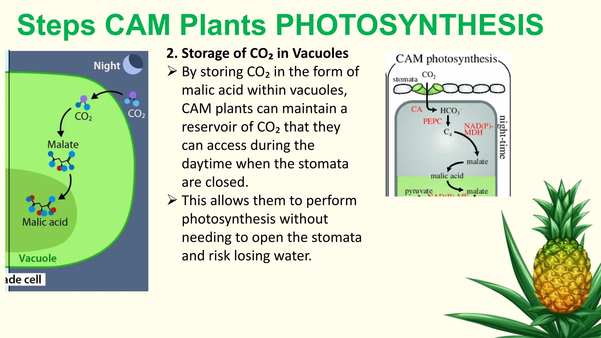 Q2-Lesson-5-CAM-and-C4-Photosynthesis.pdf
