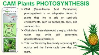 Q2-Lesson-5-CAM-and-C4-Photosynthesis.pdf