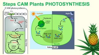 Q2-Lesson-5-CAM-and-C4-Photosynthesis.pdf