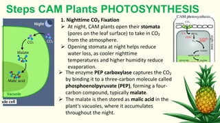 Q2-Lesson-5-CAM-and-C4-Photosynthesis.pdf