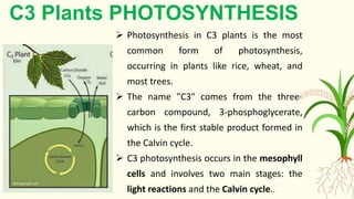 Q2-Lesson-5-CAM-and-C4-Photosynthesis.pdf