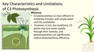 Q2-Lesson-5-CAM-and-C4-Photosynthesis.pdf