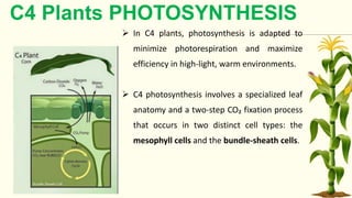 Q2-Lesson-5-CAM-and-C4-Photosynthesis.pdf