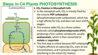 Q2-Lesson-5-CAM-and-C4-Photosynthesis.pdf