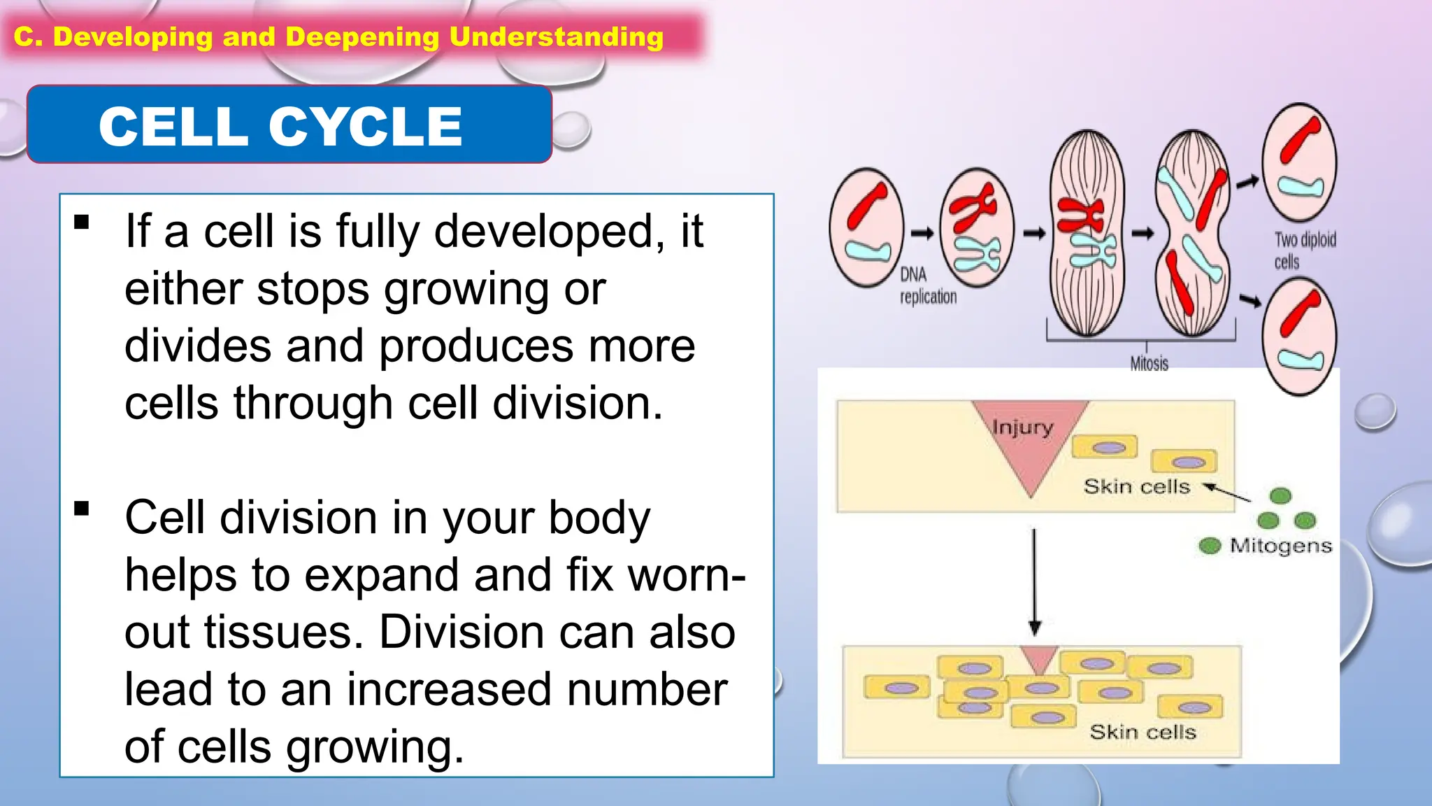 Q2-SCIENCE 7-LC5 LESSON 2.pptx mitosis and meoisis | PPTX