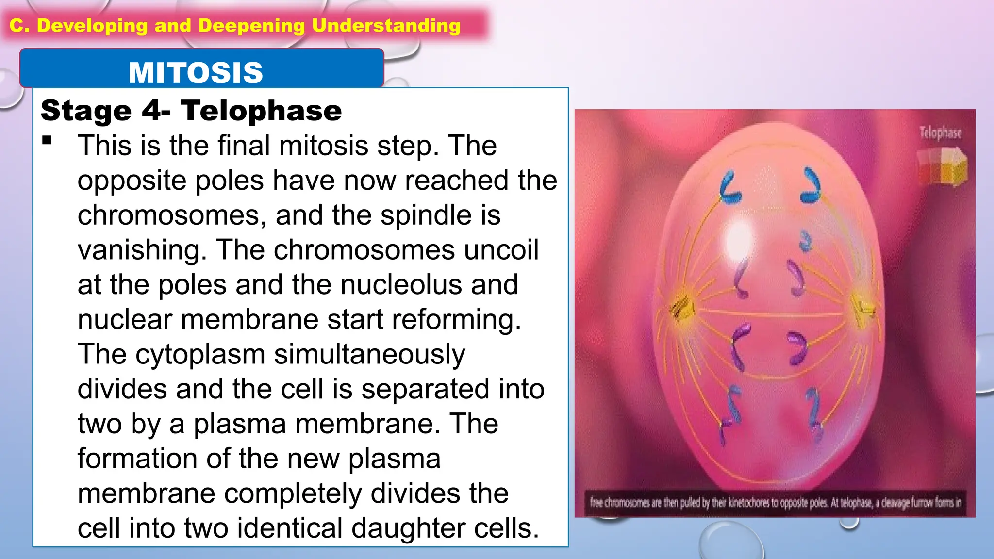 Q2-SCIENCE 7-LC5 LESSON 2.pptx mitosis and meoisis | PPTX