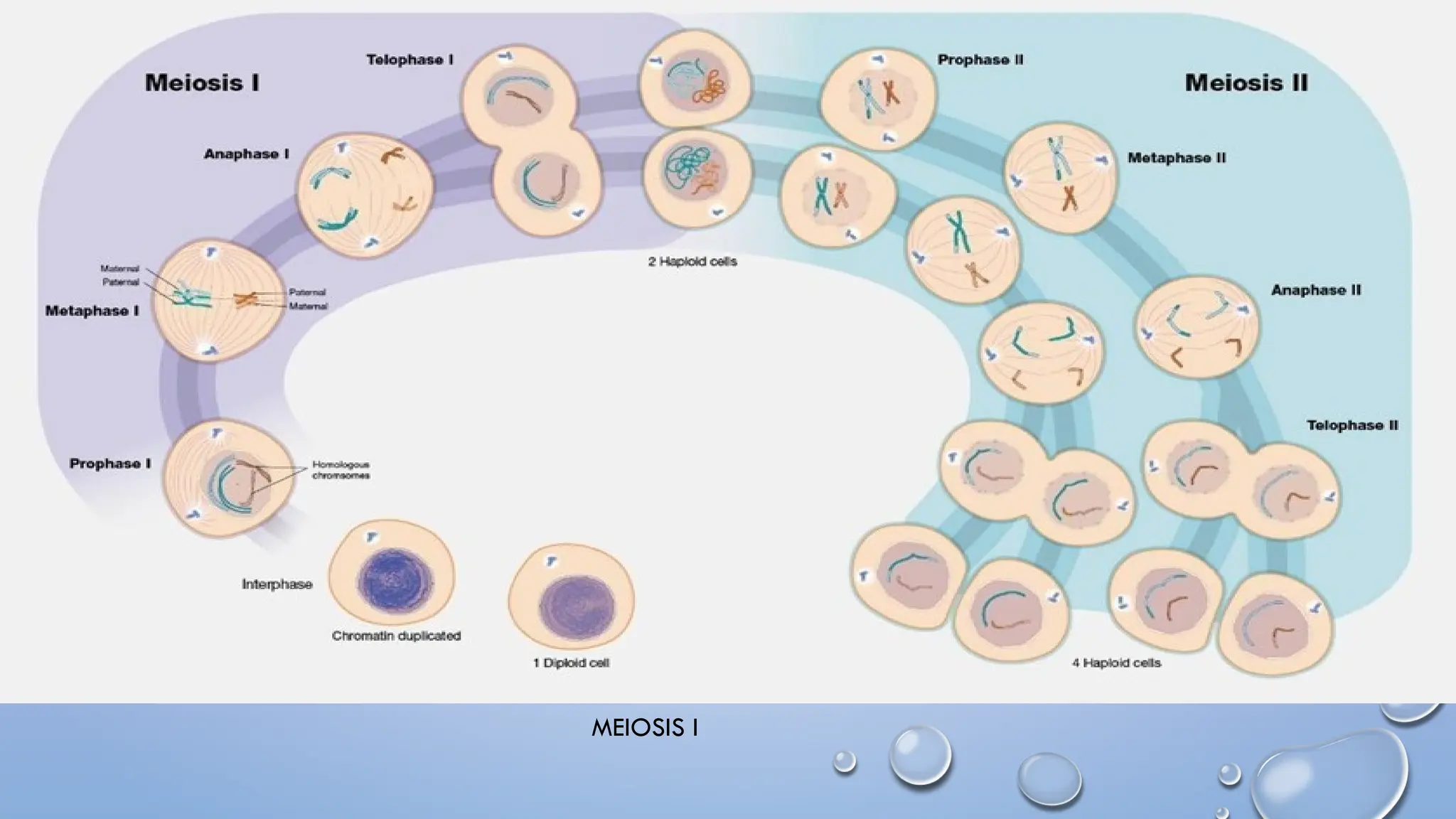 Q2-SCIENCE 7-LC5 LESSON 2.pptx mitosis and meoisis | PPTX