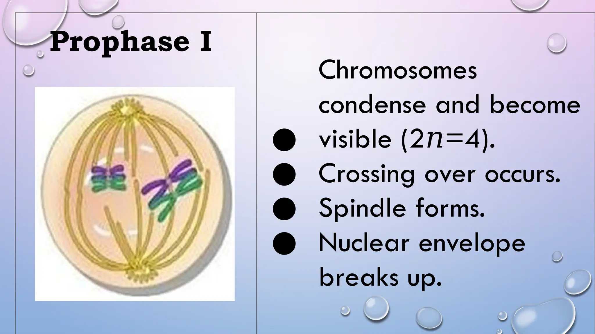 Q2-SCIENCE 7-LC5 LESSON 2.pptx mitosis and meoisis | PPTX