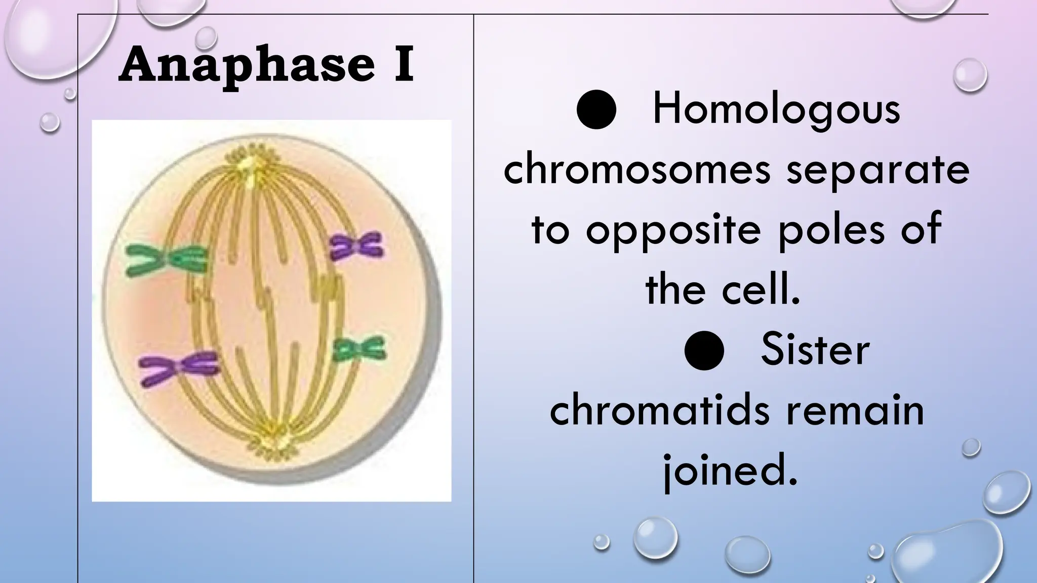 Q2-SCIENCE 7-LC5 LESSON 2.pptx mitosis and meoisis | PPTX