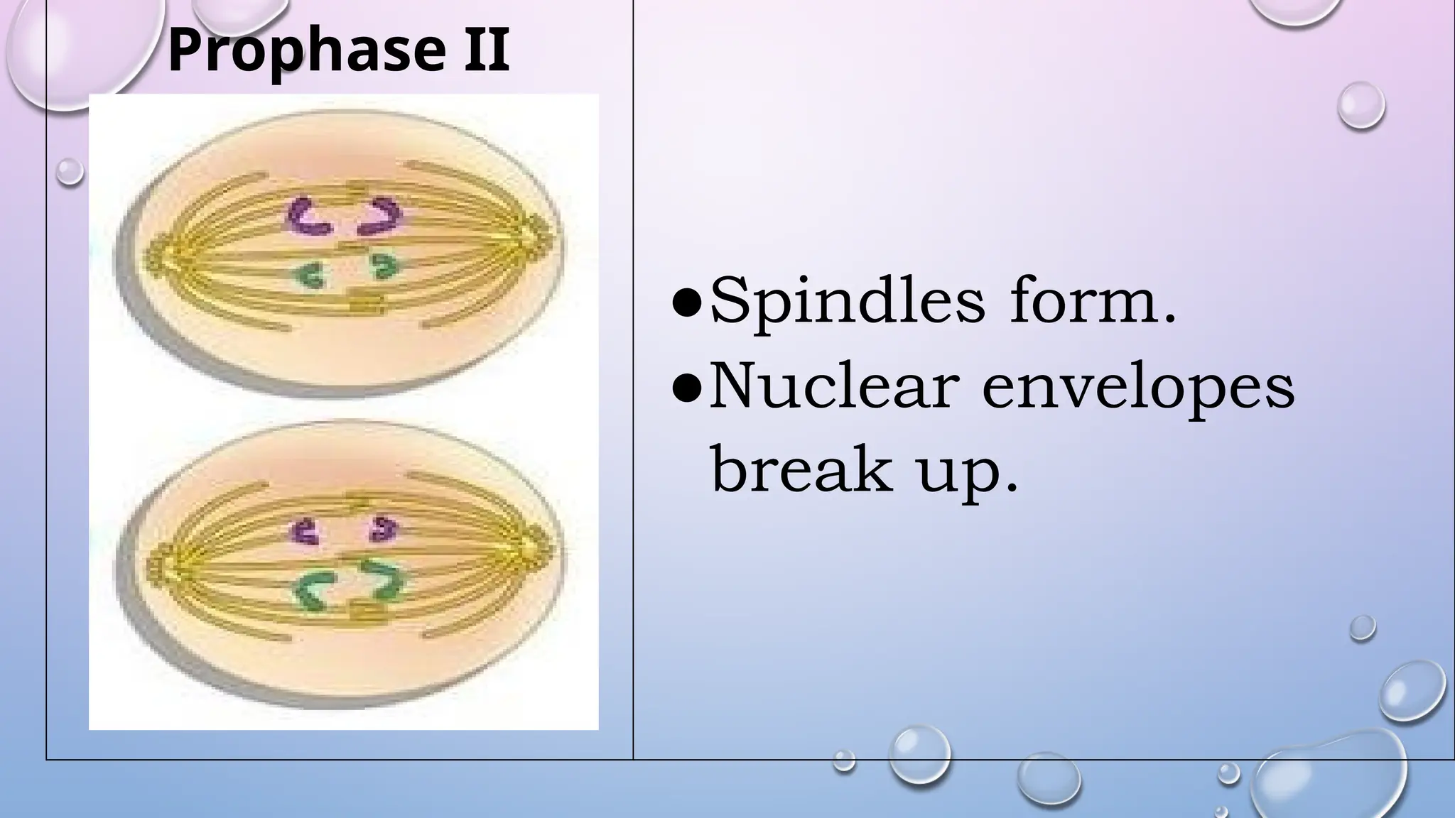 Q2-SCIENCE 7-LC5 LESSON 2.pptx mitosis and meoisis | PPTX
