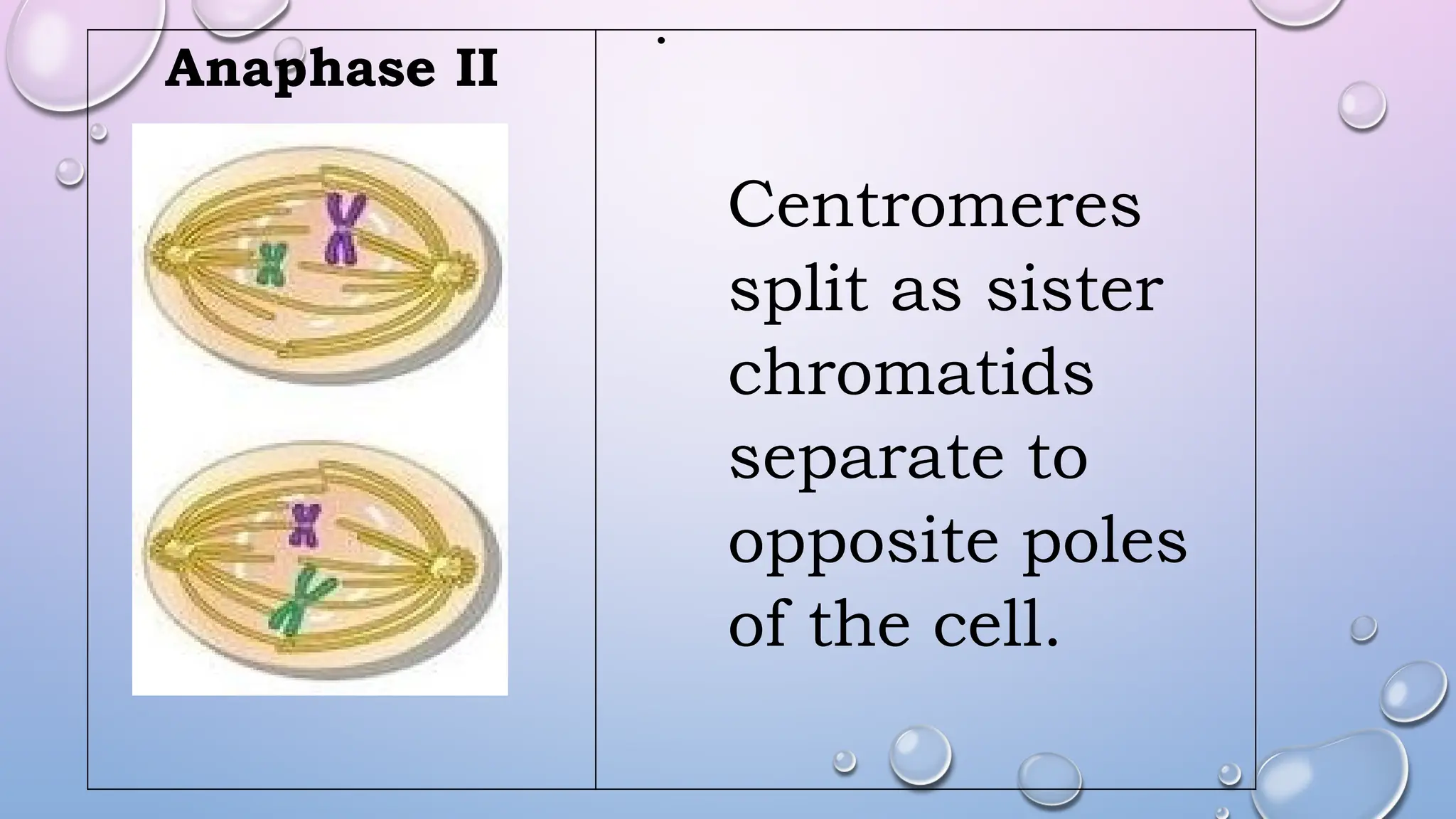 Q2-SCIENCE 7-LC5 LESSON 2.pptx mitosis and meoisis | PPTX
