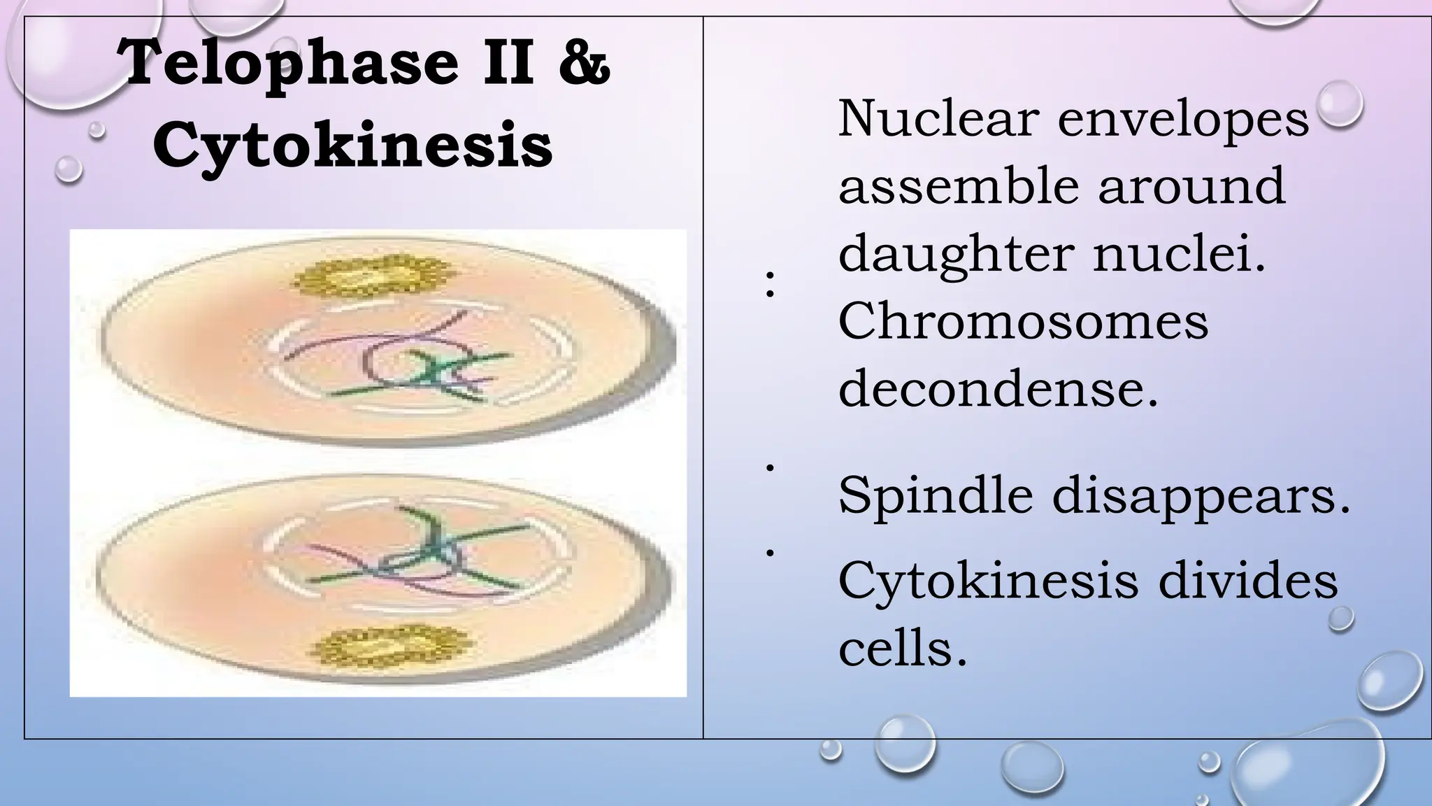 Q2-SCIENCE 7-LC5 LESSON 2.pptx mitosis and meoisis | PPTX