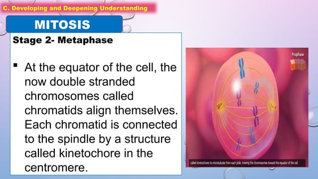 Q2-SCIENCE 7-LC5 LESSON 2.pptx mitosis and meoisis | PPTX | Biological Sciences | Science