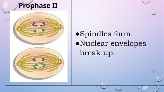 Q2-SCIENCE 7-LC5 LESSON 2.pptx mitosis and meoisis | PPTX | Biological Sciences | Science
