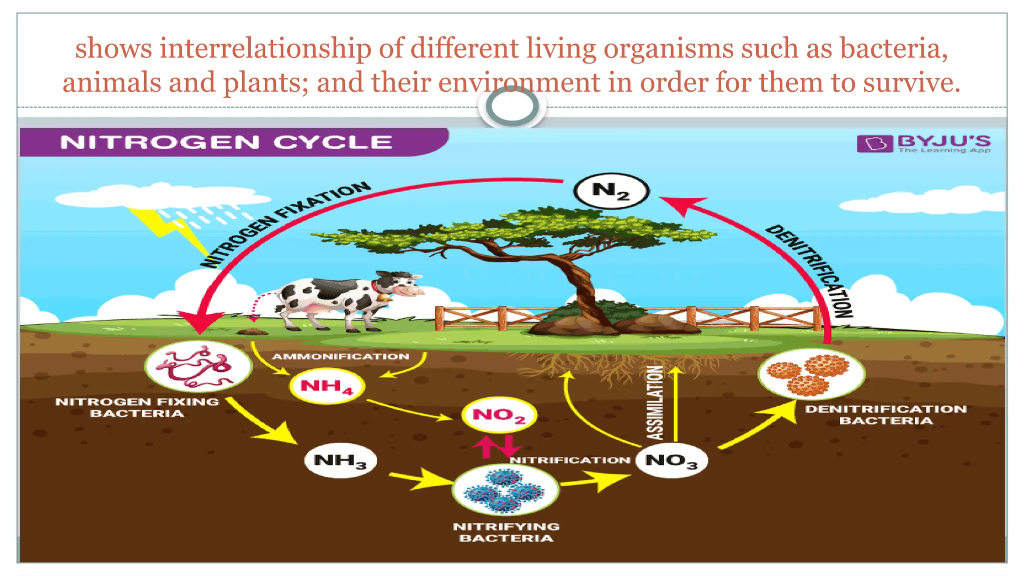 Q2-W2-Unifying Themes Among Organisms.pptx