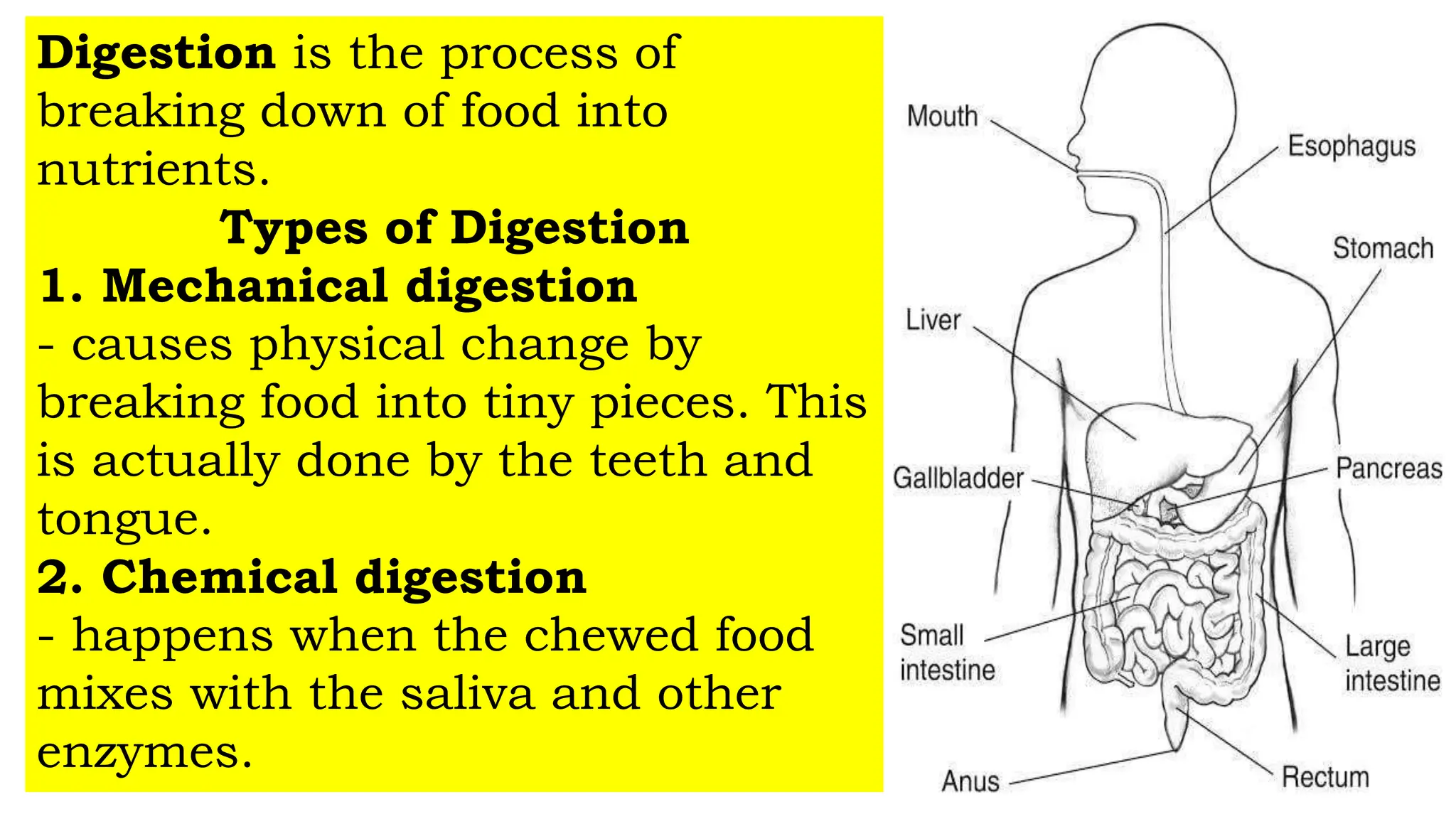 Q2-Week1- Major Organ of the Body.pptx | Digestive Disorders | Diseases ...